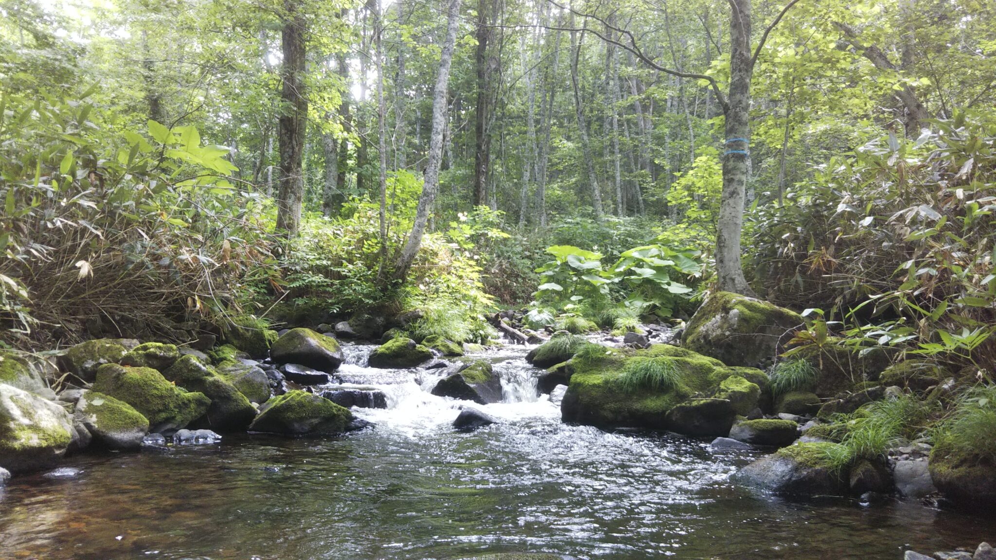 Biodiversity shifts driven by climate change have effects on humans ...