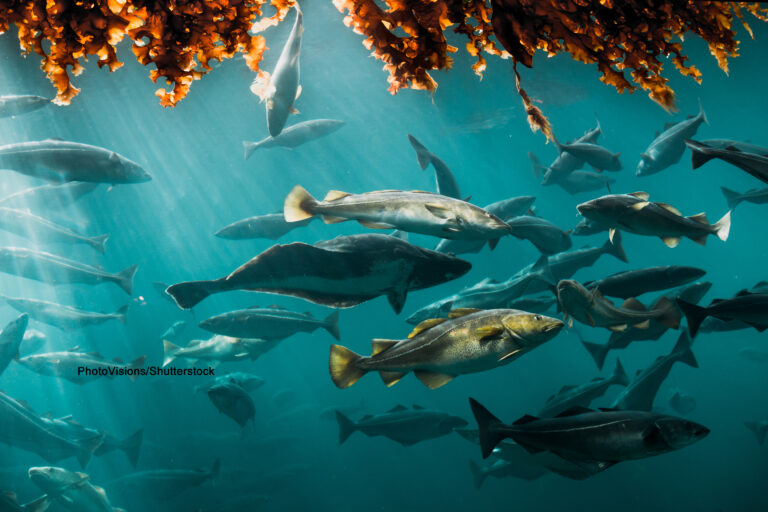 Understanding biodiversity changes in sub-Arctic and Arctic Seas from ...