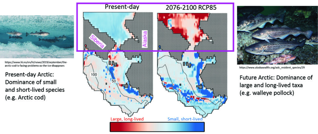 Understanding biodiversity changes in sub-Arctic and Arctic Seas from ...