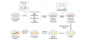 Using Germline Genome Editing to Prevent the Inheritance of Genetic ...
