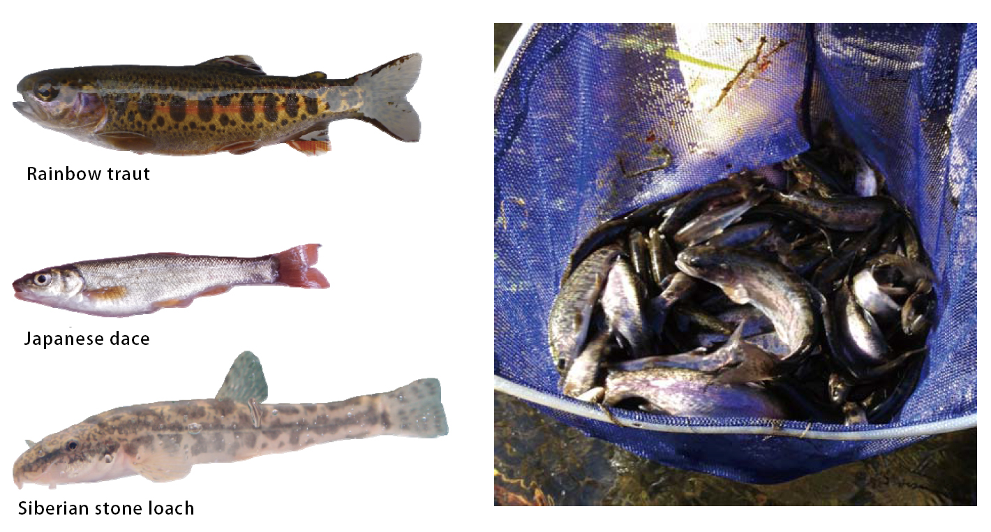 Once-dried tiny tributary serves as shelter for wintering fish ...