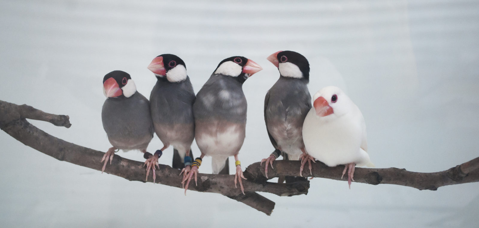 Nice moves: First dancing, then mating in songbirds | Hokkaido University