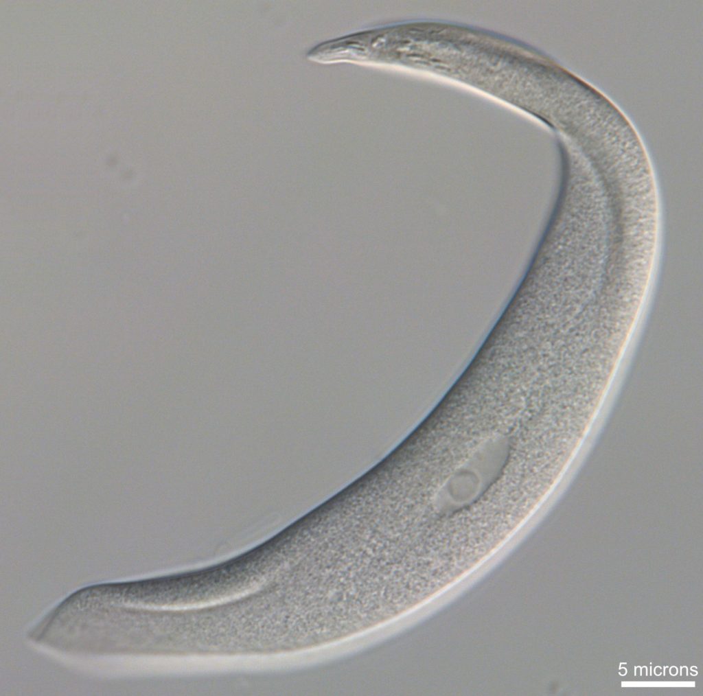 Spotlight on Research: The world is our oyster – unearthing a new ...