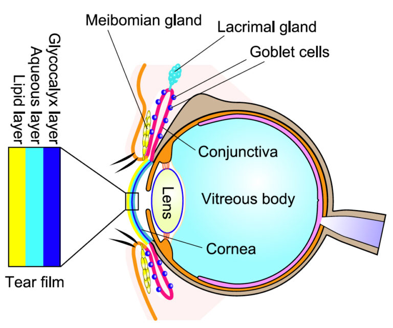 Very long-chain lipids could help prevent dry eye disease | Hokkaido ...