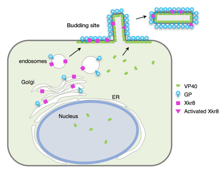 Ebola virus exploits host enzyme for efficient entry to target cells ...