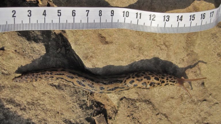 Citizen science — A powerful tool to combat invasive giant slugs ...
