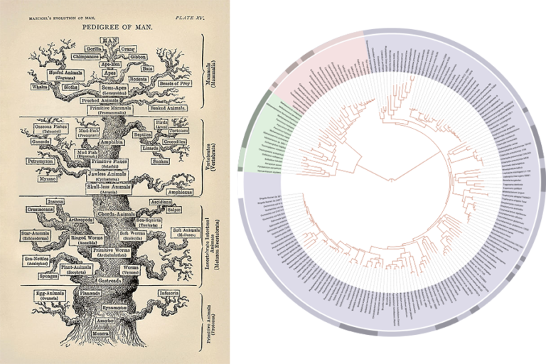 Spotlight on Research: Uprooting the Tree of Life | Hokkaido University