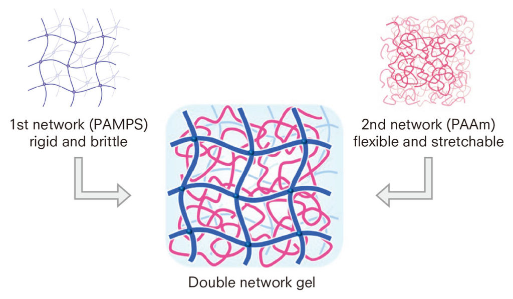 Extremely tough double network hydrogels open up numerous potential applications | Hokkaido ...