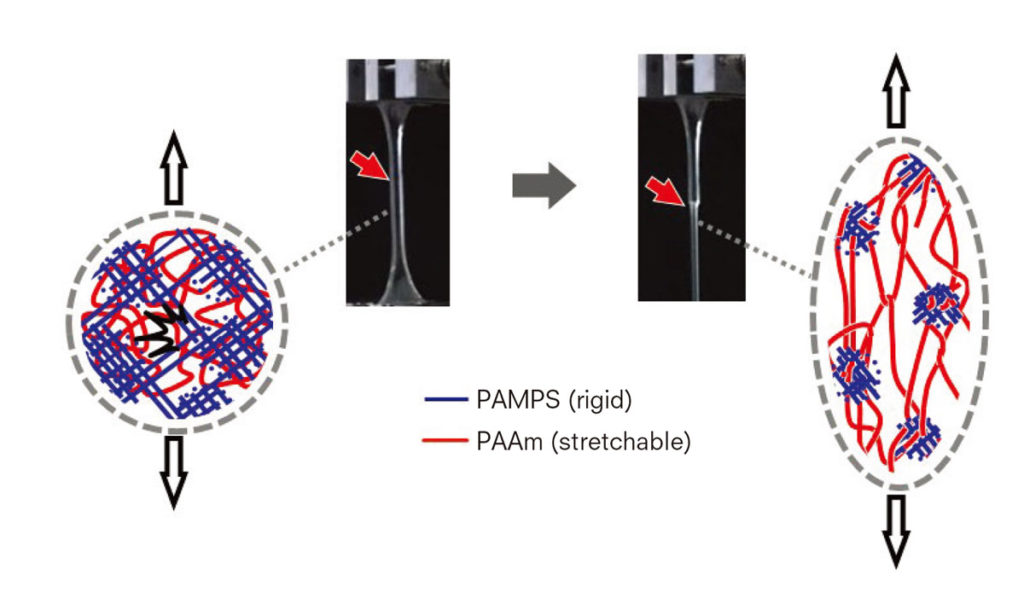Extremely tough double network hydrogels open up numerous potential applications | Hokkaido ...