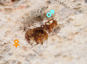 Female penises evolved twice in bark lice | Hokkaido University