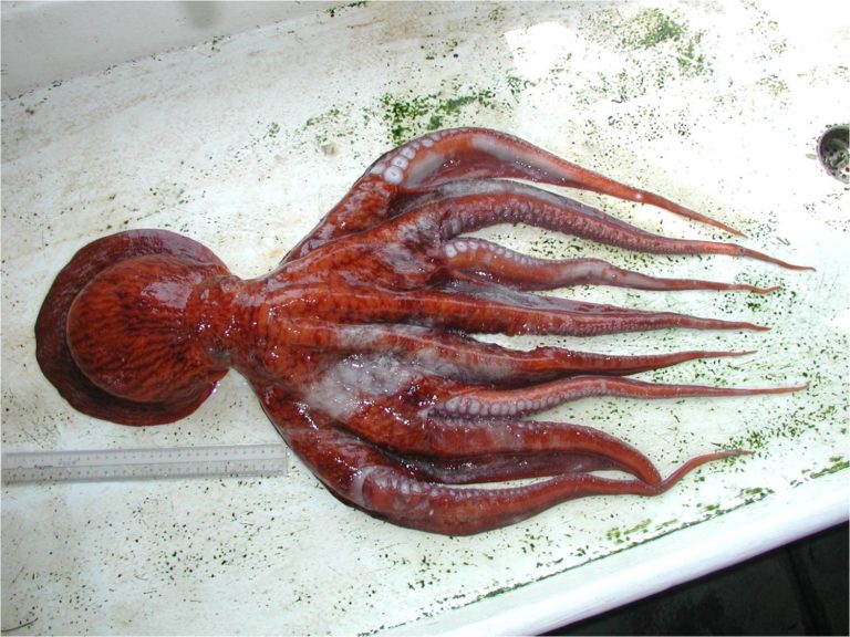 Spotlight on Research: Octopus skin, from light to dark, from smooth to ...
