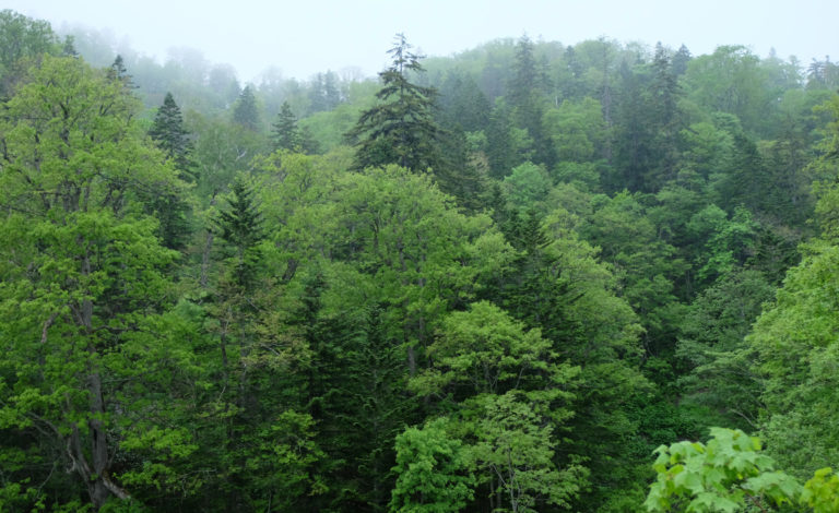 Climate change alters tree demography in northern forests | Hokkaido ...
