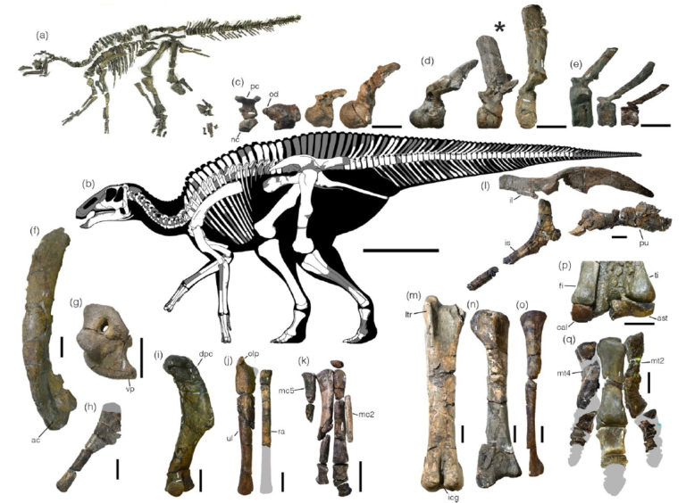 A new duck-billed dinosaur, Kamuysaurus japonicus, identified ...
