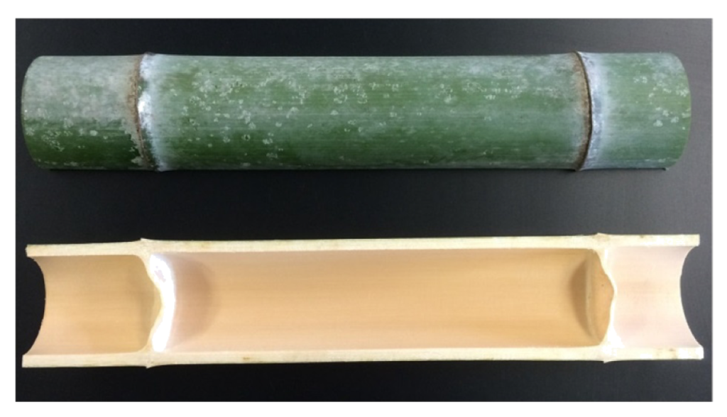 Unveiling bamboo’s secret through the eyes of an engineer | Hokkaido ...