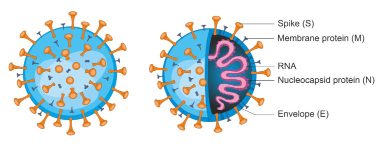 A quick, cost-effective method to track the spread of COVID-19 through untreated wastewater ...