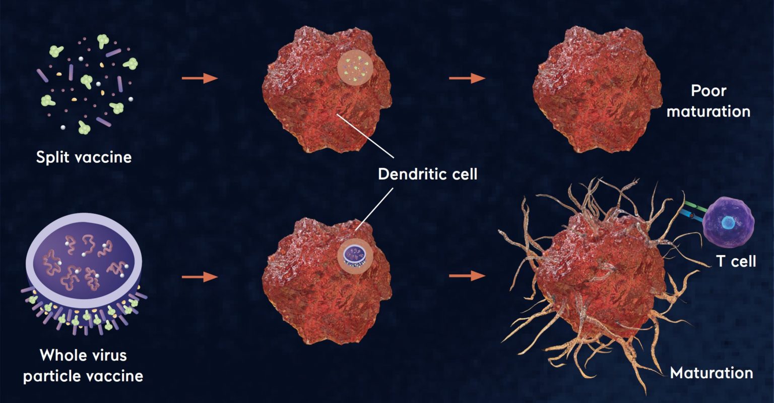 Influenza expert with unbending faith in research | Hokkaido University