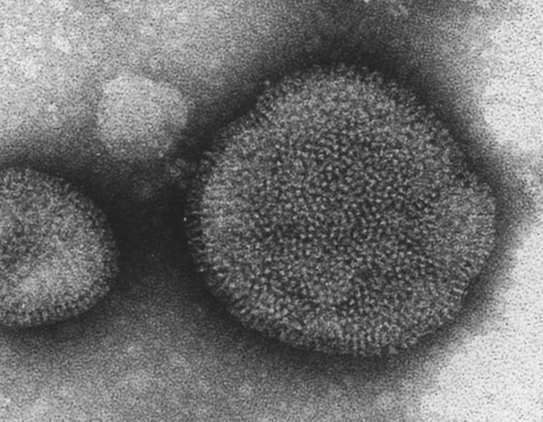 Influenza expert with unbending faith in research | Hokkaido University