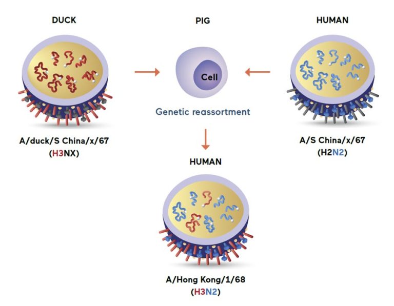 Influenza expert with unbending faith in research | Hokkaido University