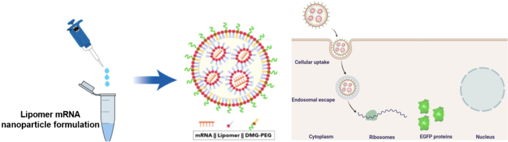 Enabling safe delivery of RNA drugs to the lungs | Hokkaido University