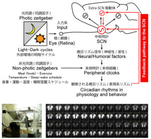 Chronobiology: Focusing on the biological clock for improving human ...