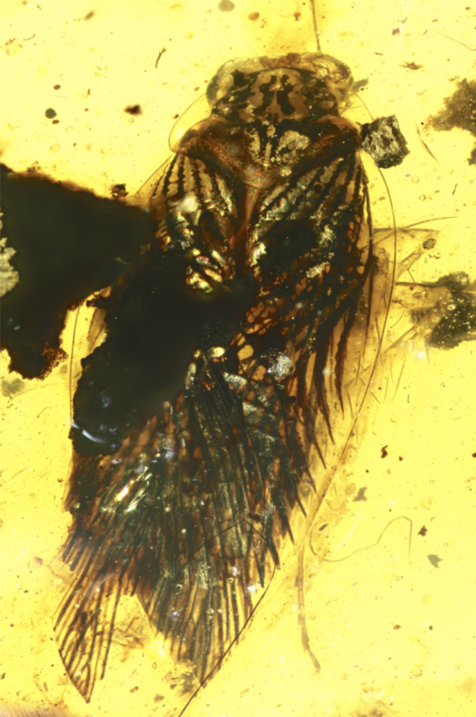 Amber fossil reveals new clues about ancient cockroach ecology ...