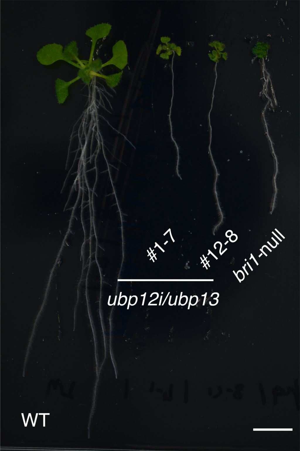 New insights into effects of membrane proteins on plant growth ...