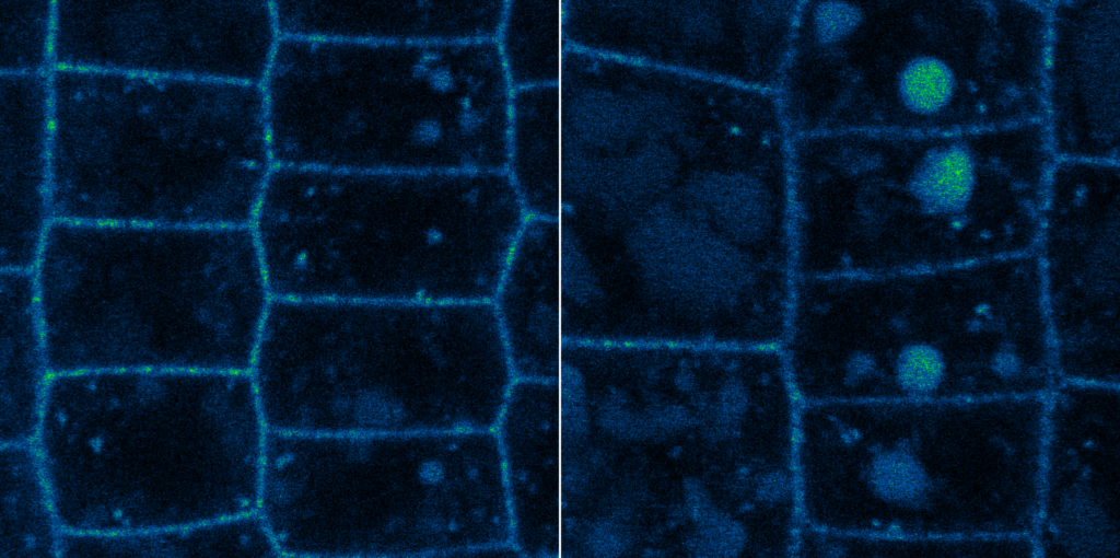 New insights into effects of membrane proteins on plant growth ...