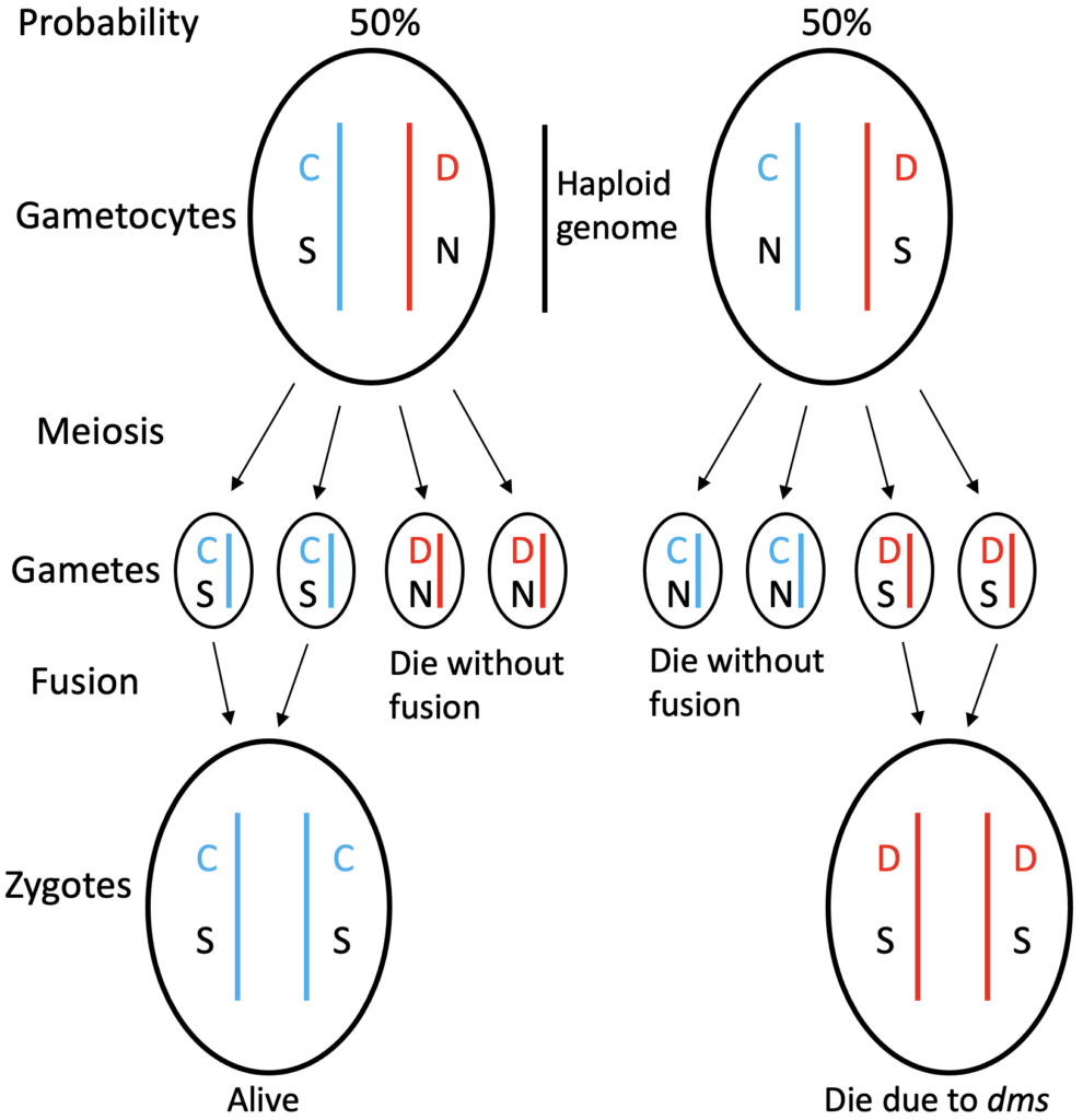 Novel hypotheses that answer key questions about the evolution of ...