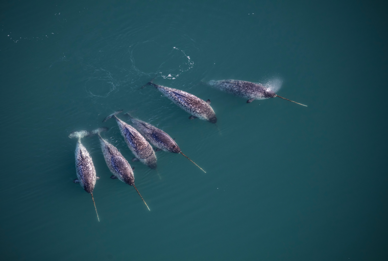 Clarifying the chaos of narwhal behavior | Hokkaido University