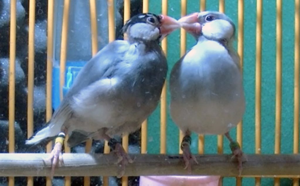 Something in the eyes: Java Sparrows in love show enhanced eye rings ...