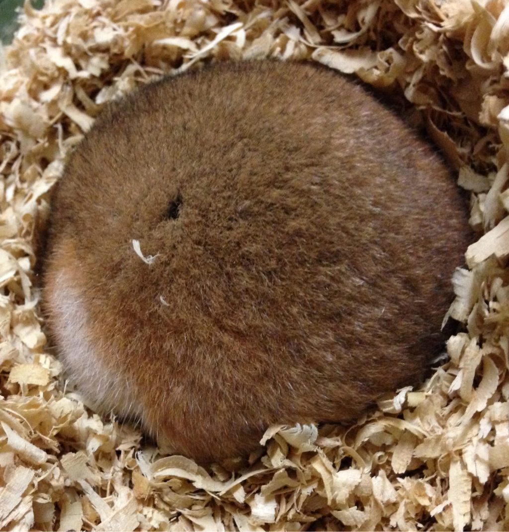 Syrian hamsters reveal genetic secret to hibernation – Hokkaido Universiy