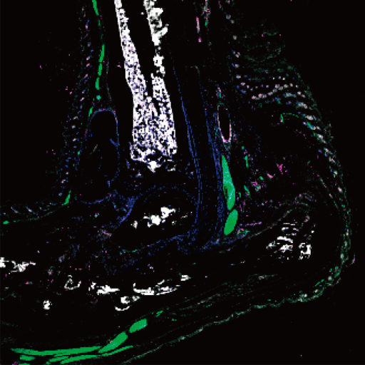 Institute for Genetic Medicine (IGM) – Hokkaido University
