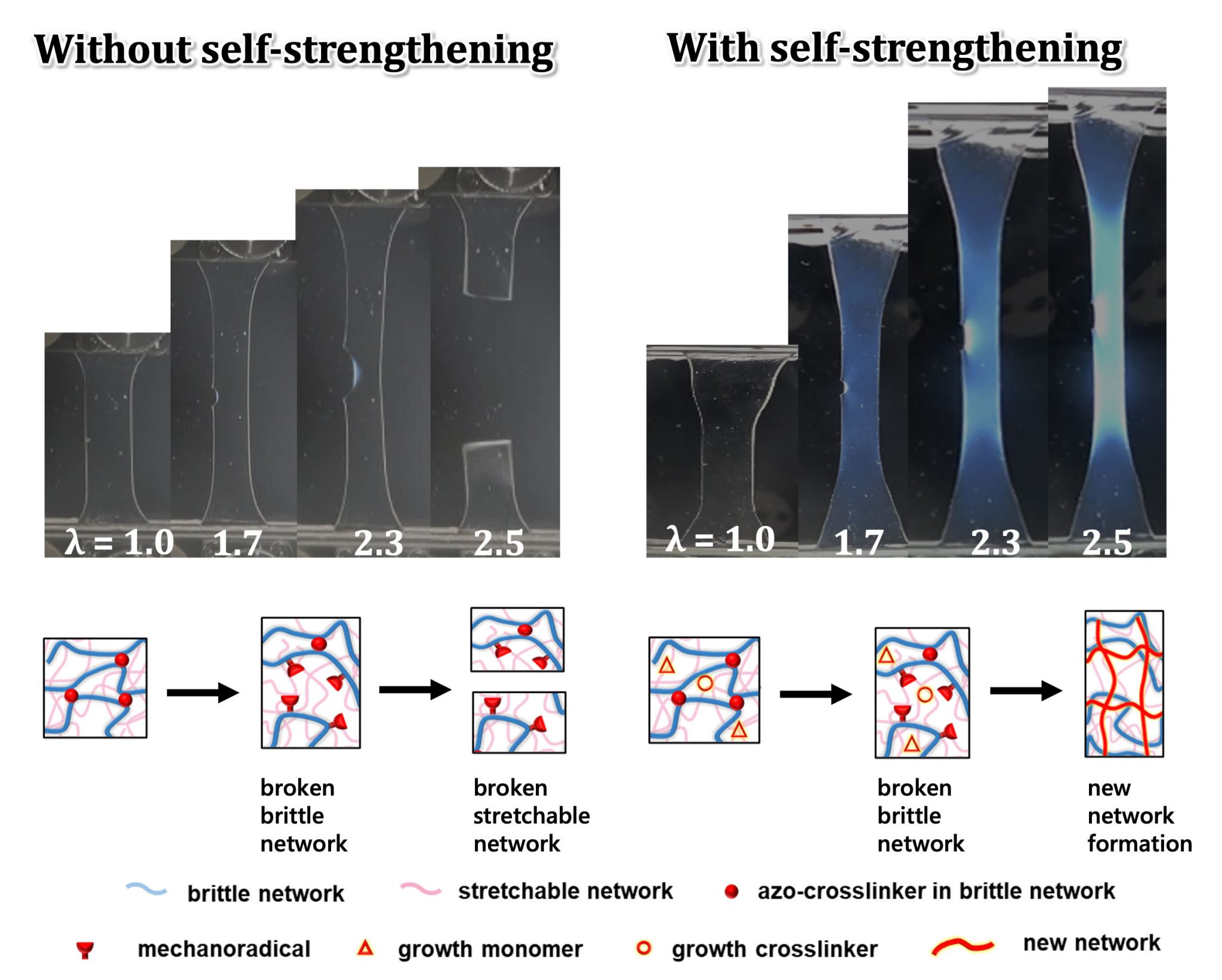 Double network hydrogel polymers with rapid self-strengthening ...