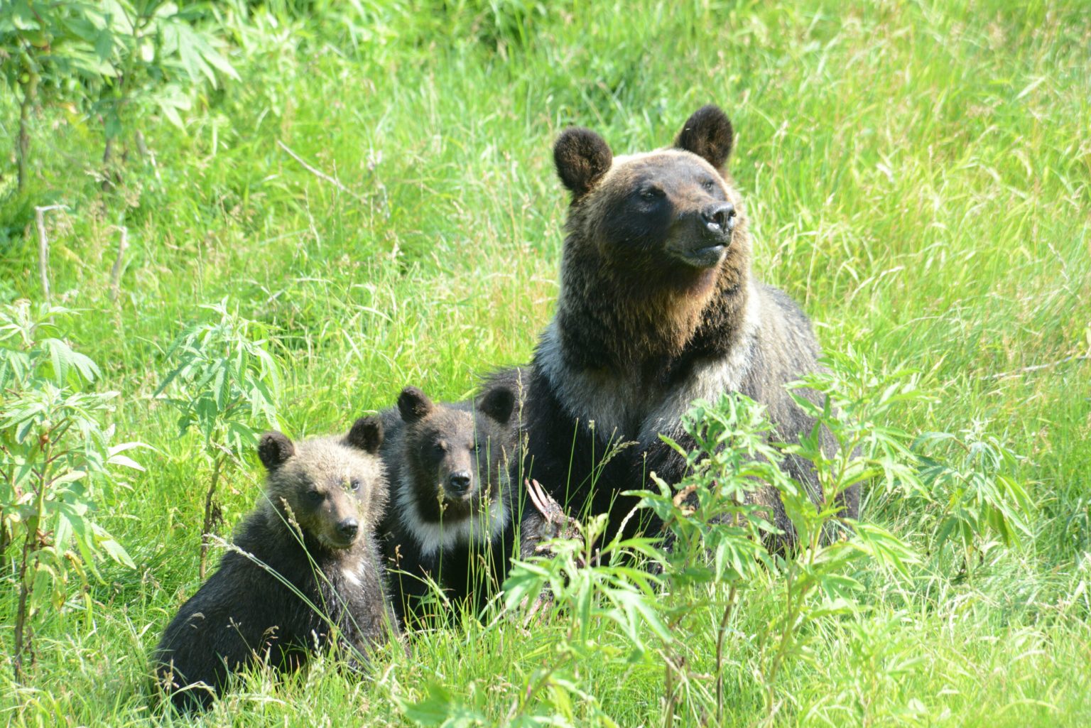 Hokkaido University and Bears: Researching Bears – Hokkaido University
