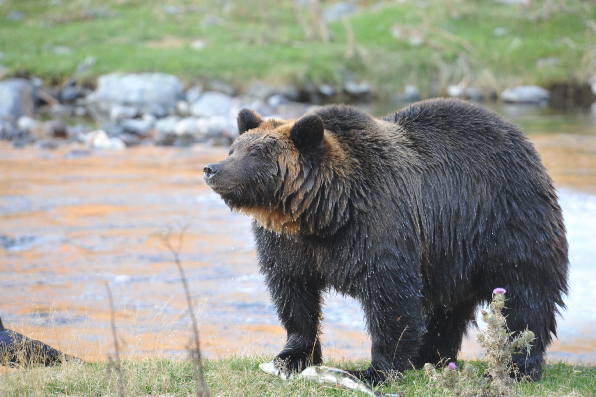 Hokkaido University and Bears: Researching Bears – Hokkaido University