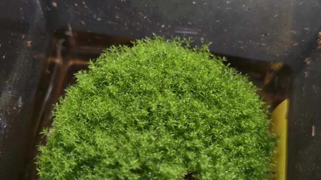 This moss survived 9 months directly exposed to the elements of space ...